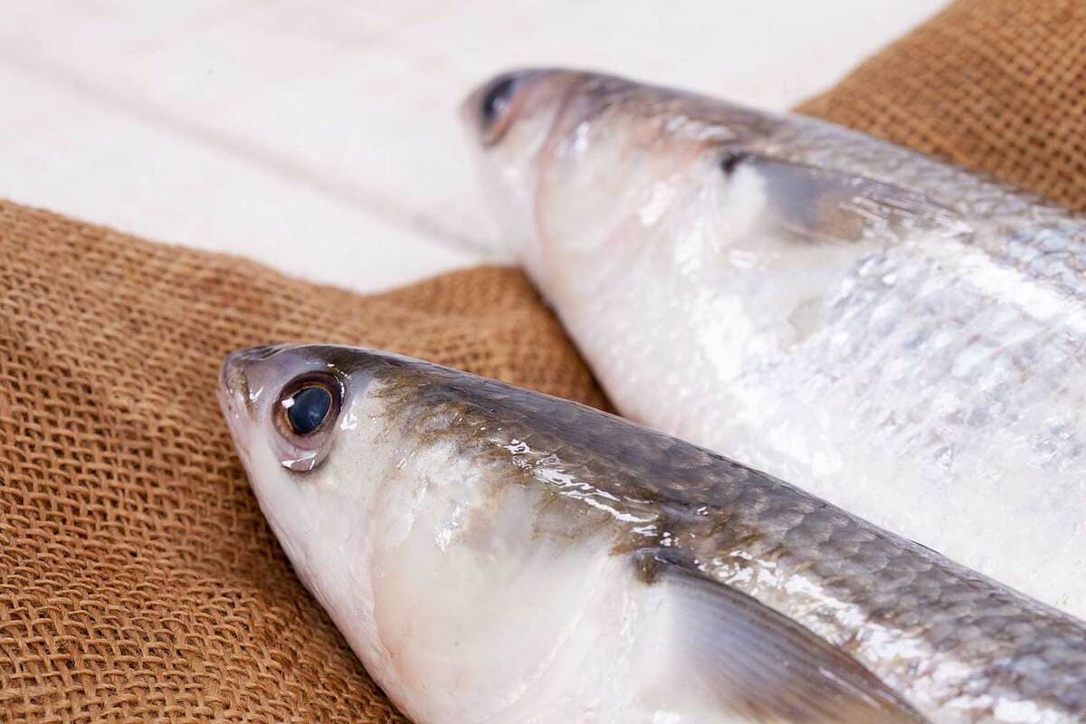 Los albures • Sevilla Wordle Blog